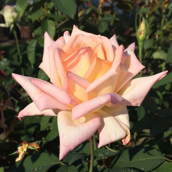 70 Years of History • Camphill Village Trust